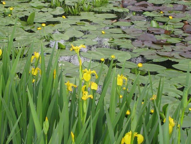 Naturehood Actions | Wildlife Ponds