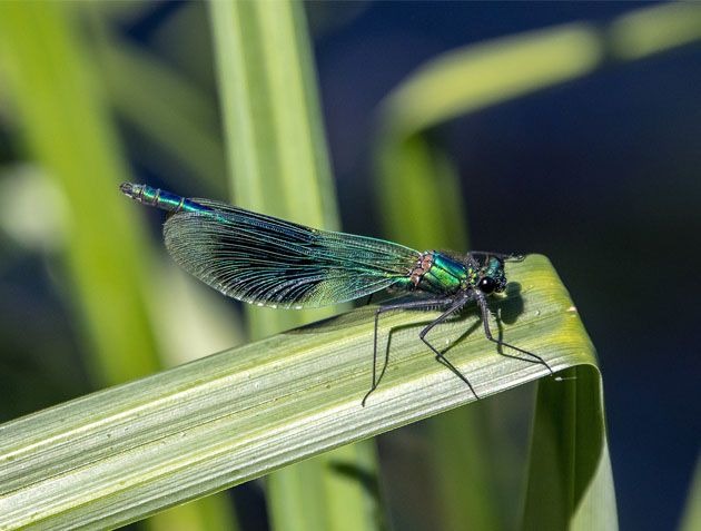 Naturehood Actions | Wildlife Ponds