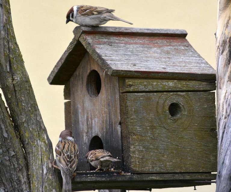 Naturehood Actions | Wildlife Housing