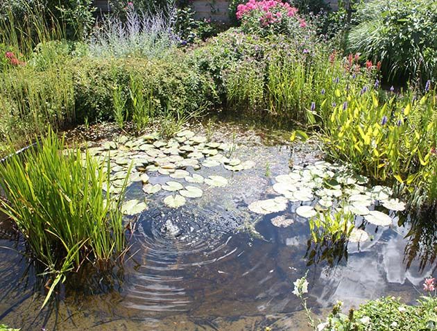Naturehood Actions | Wildlife Ponds
