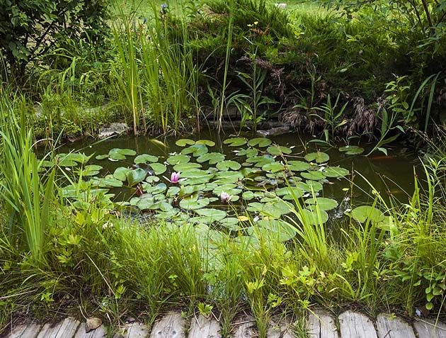 Naturehood Actions | Wildlife Ponds