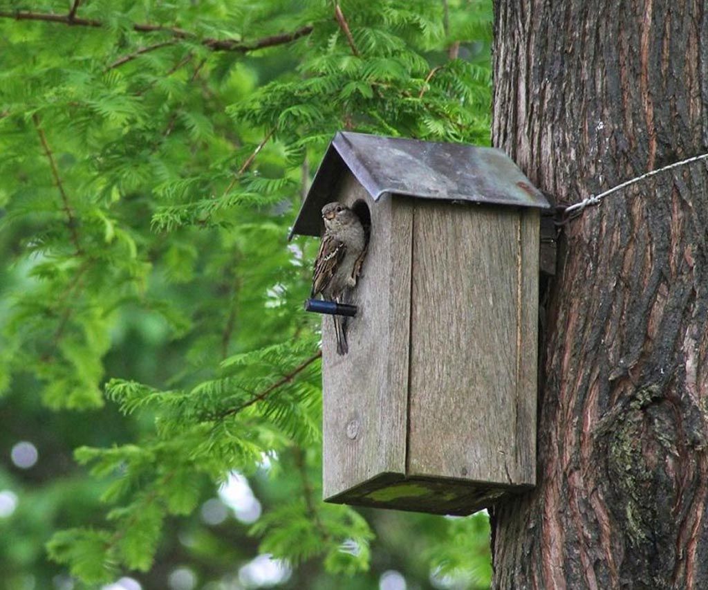 Naturehood Actions | Wildlife Housing