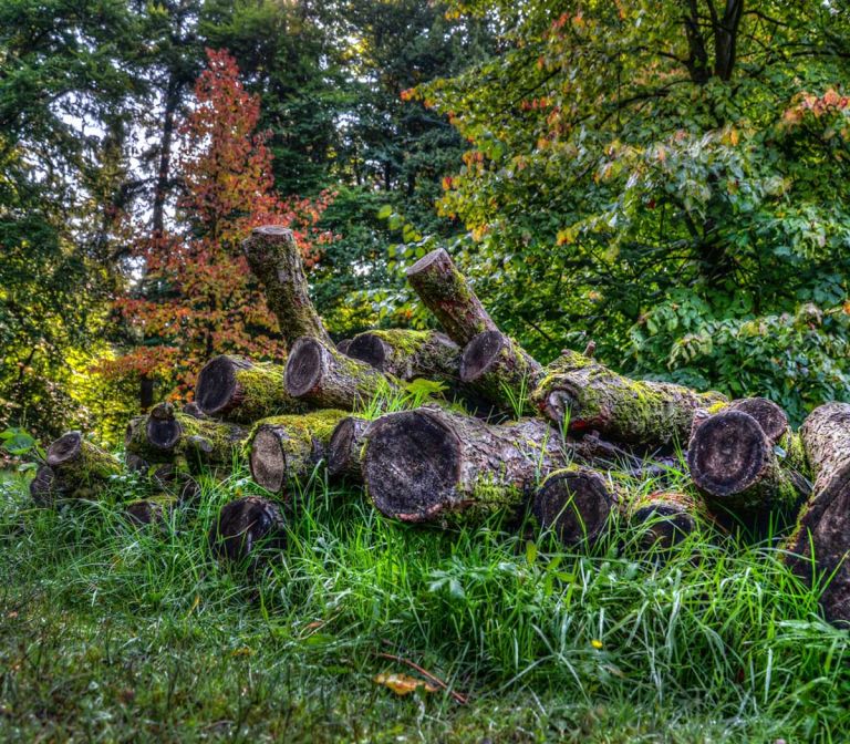 Naturehood Actions | Leaves Logs & Compost